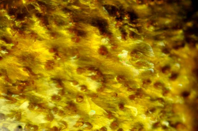 golden coral - impregnated and coated - www.gem-passion.com | Gagan ...